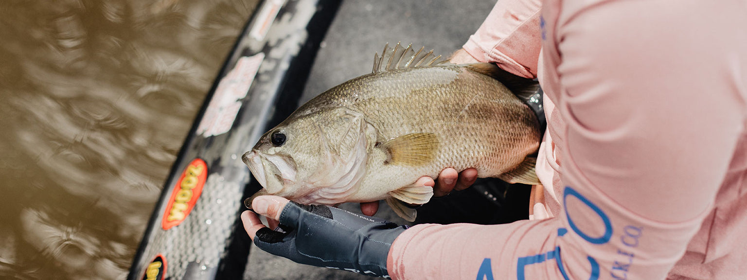 Bass Care 101 | AFTCO