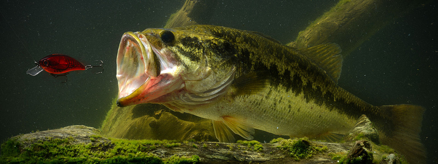 Bass Care 101 | AFTCO