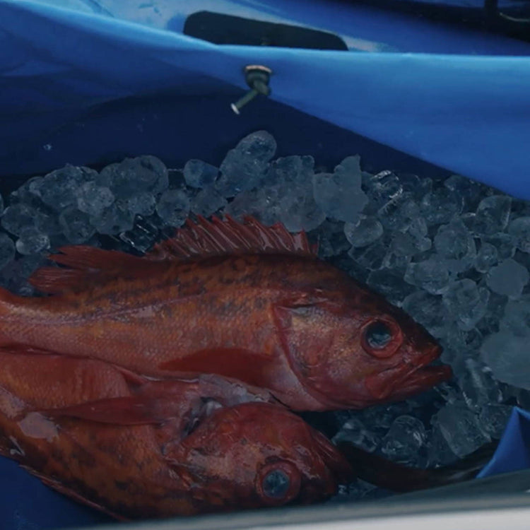 Circuit Breaker Ike Jime – AFTCO