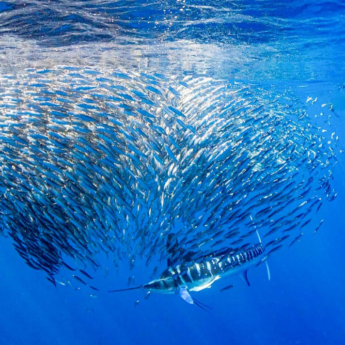 Fishing Conservation | AFTCO